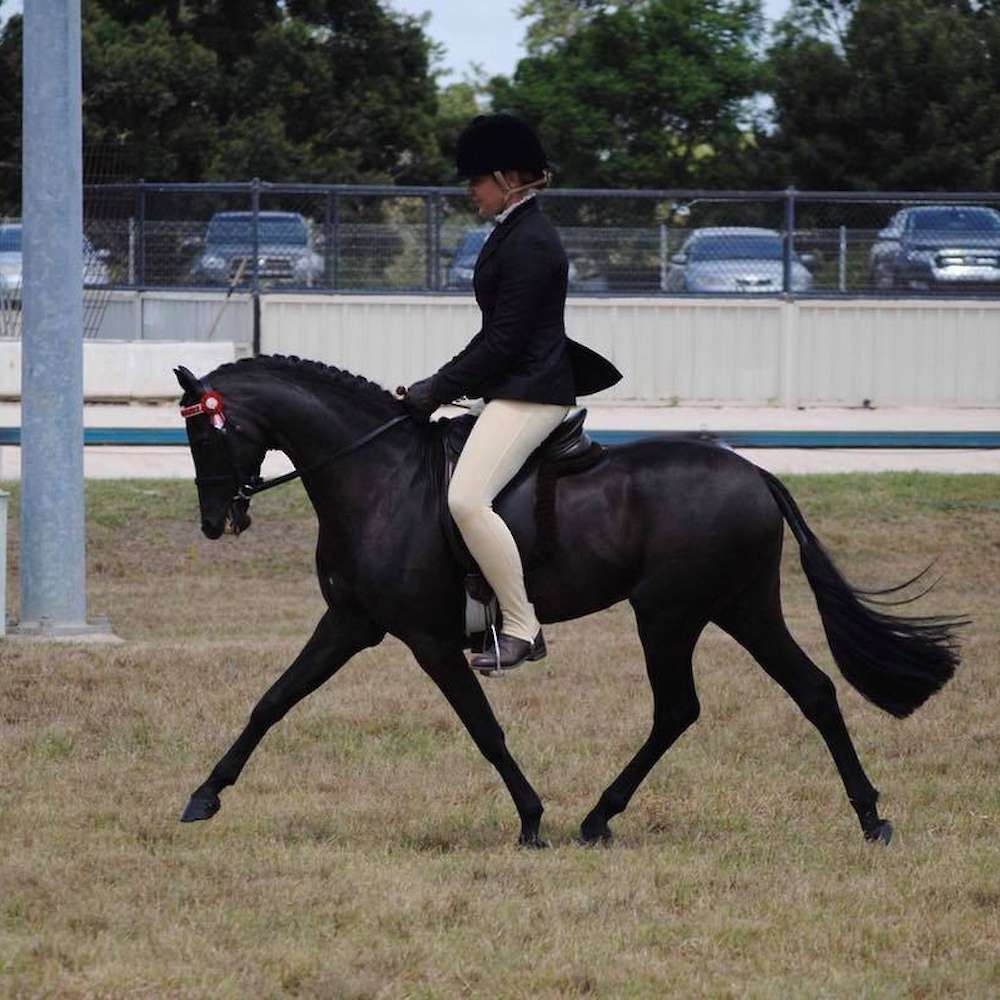 Royalwood Rossini (exp NZ)