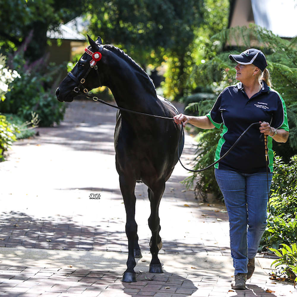Royalwood Rossini (exp NZ)